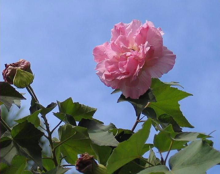 Dixie Rose – kimmorrisonblog